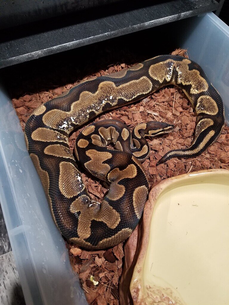 Shatter gene in Calico? - Ball Pythons - MorphMarket Reptile Community