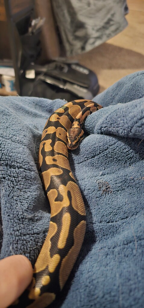 Picky eatter? - Ball Pythons - MorphMarket Reptile Community