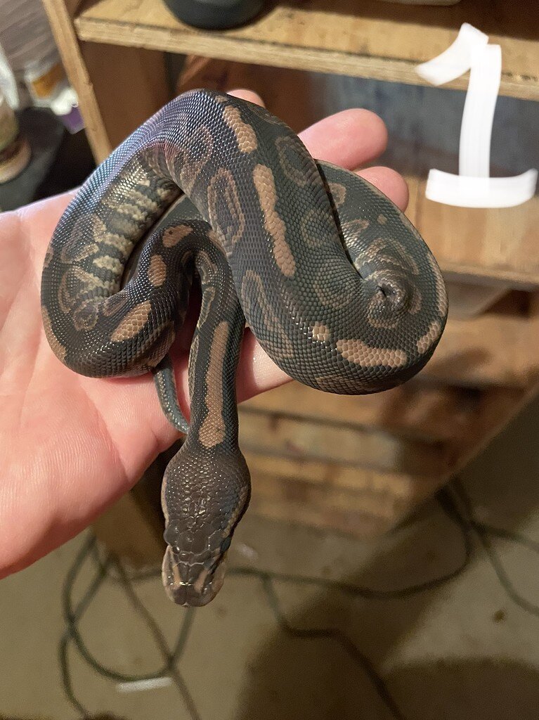 ID help black pastel or black pastel sable - Ball Pythons - MorphMarket ...