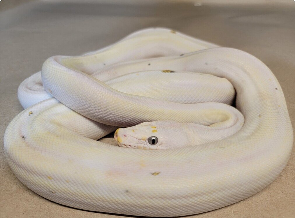 Retic advice - Reticulated Pythons - MorphMarket Reptile Community