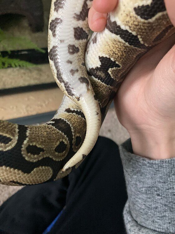 Sexing A Ball Python Ball Pythons Morphmarket Reptile Community