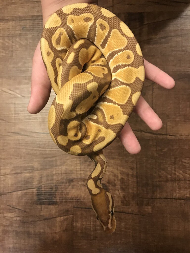 Ultramel het pied markers? - Ball Pythons - MorphMarket Reptile Community