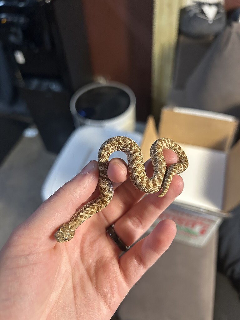 Baby hognose morph? - Hognose Snakes - MorphMarket Reptile Community