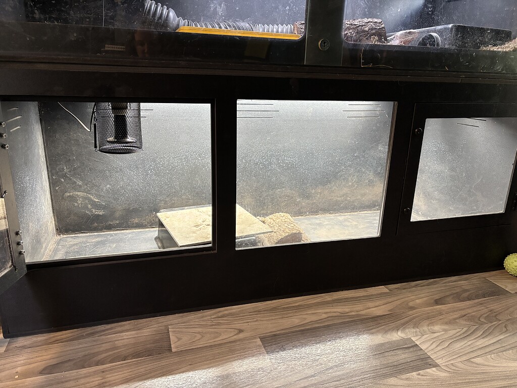 Solomon Island ground boa setup - Enclosures & Setups - MorphMarket ...