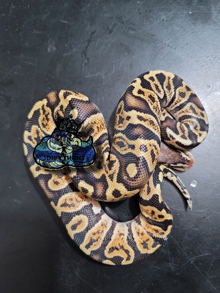 Pastel ghi mahogany ajax - Ball Pythons - MorphMarket Reptile Community