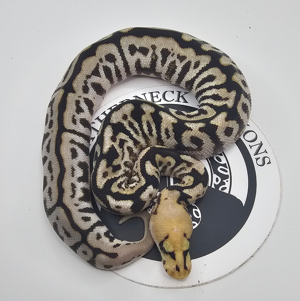 Thoughts/input on genes - Ball Pythons - MorphMarket Reptile Community