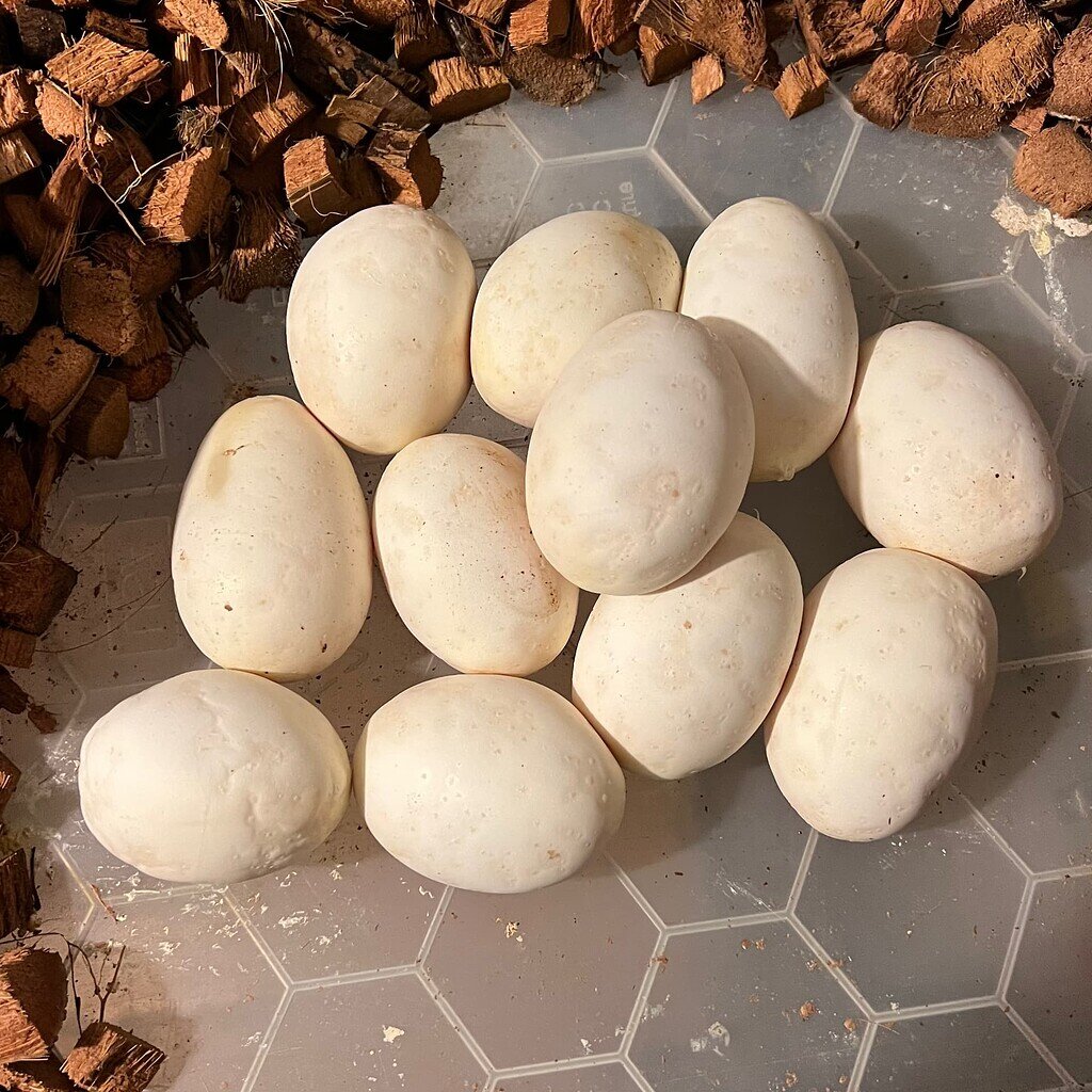 Amazing 11 egg Clutch off 1st time Mum 🥰 - Ball Pythons - MorphMarket ...