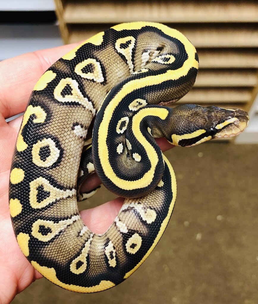 Harlequin babies - Ball Pythons - MorphMarket Reptile Community