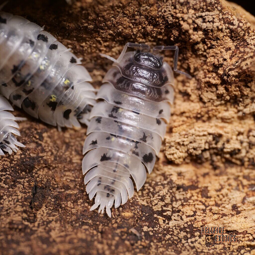 Oniscus asellus “Mardi Gras” with a “wild type” head - Isopods ...
