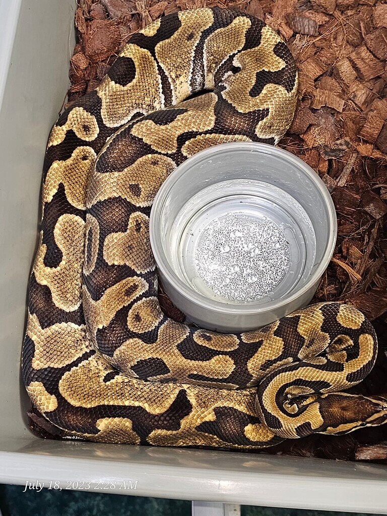 Need a little help here - Ball Pythons - MorphMarket Reptile Community