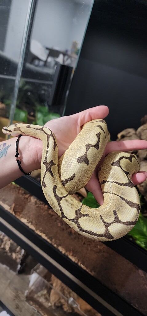 BP Not Eating - Ball Pythons - MorphMarket Reptile Community