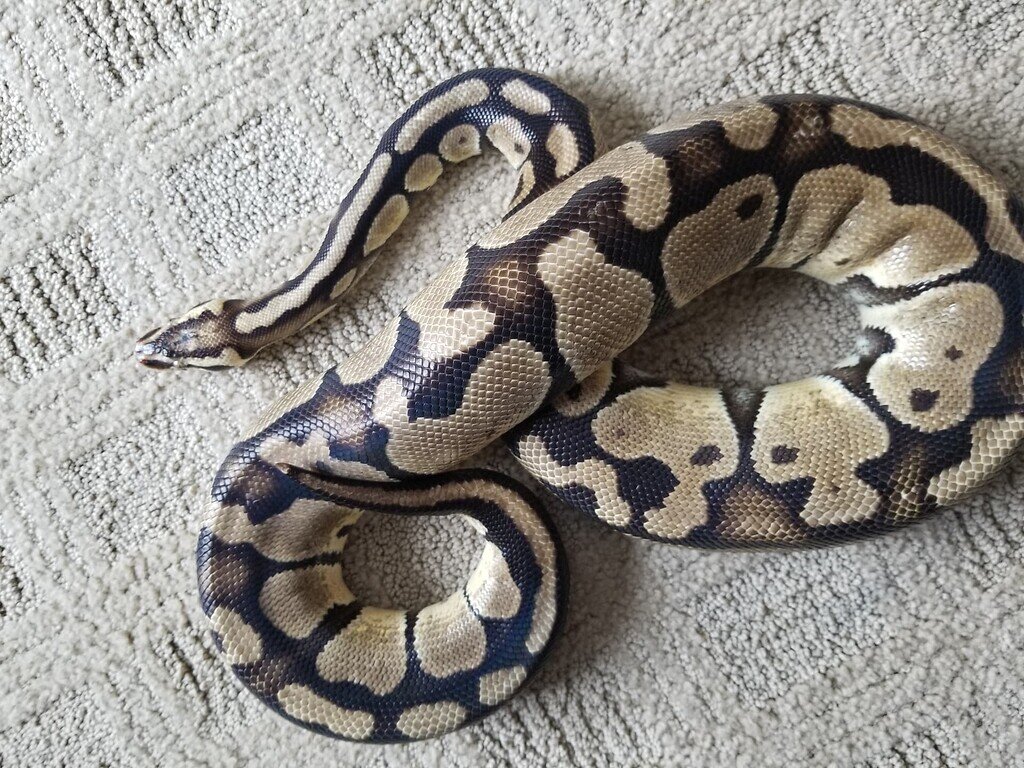 Rescued ball python morph help - Ball Pythons - MorphMarket Reptile ...