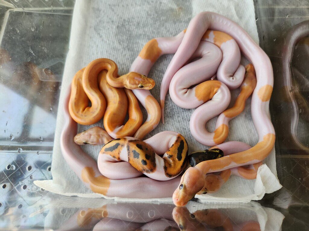 Newest clutch of babies - Ball Pythons - MorphMarket Reptile Community