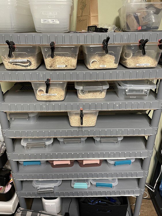 Best hatchling rack system? - Other Colubrids - MorphMarket Reptile ...