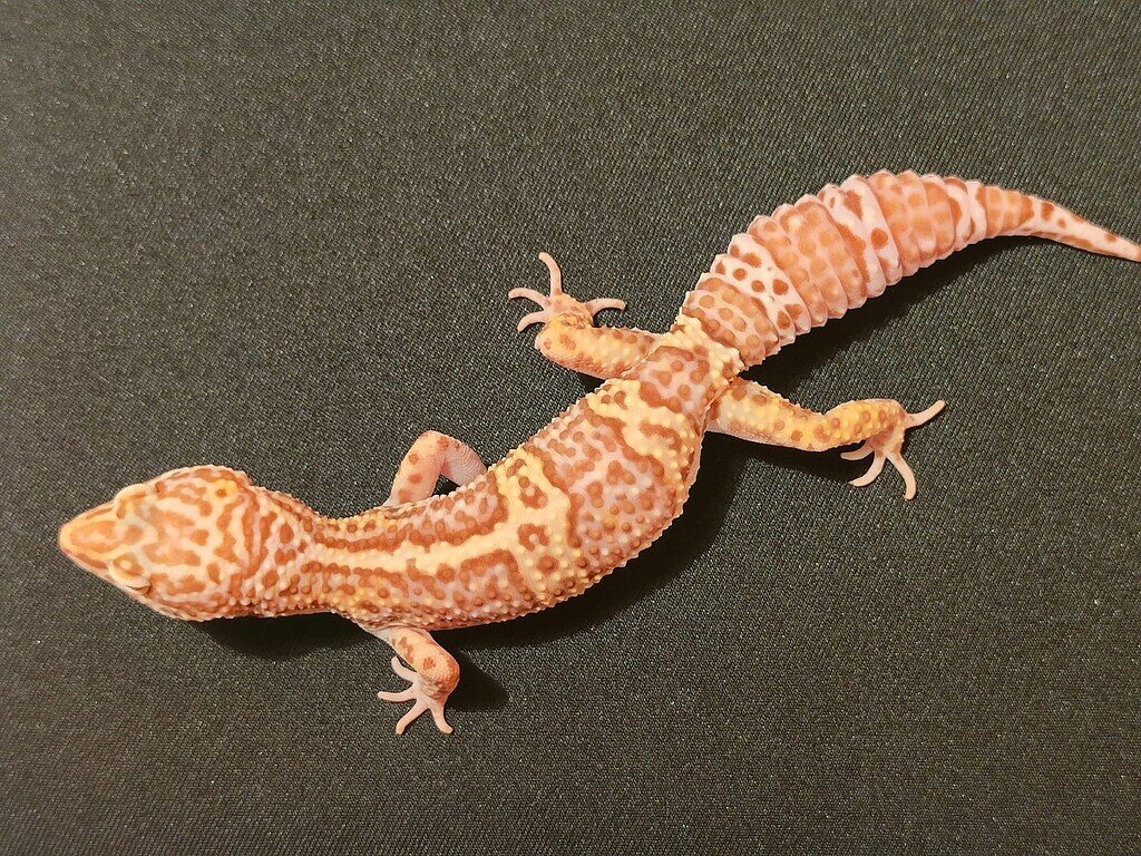 My first breeding project - Leopard Geckos - MorphMarket Reptile Community