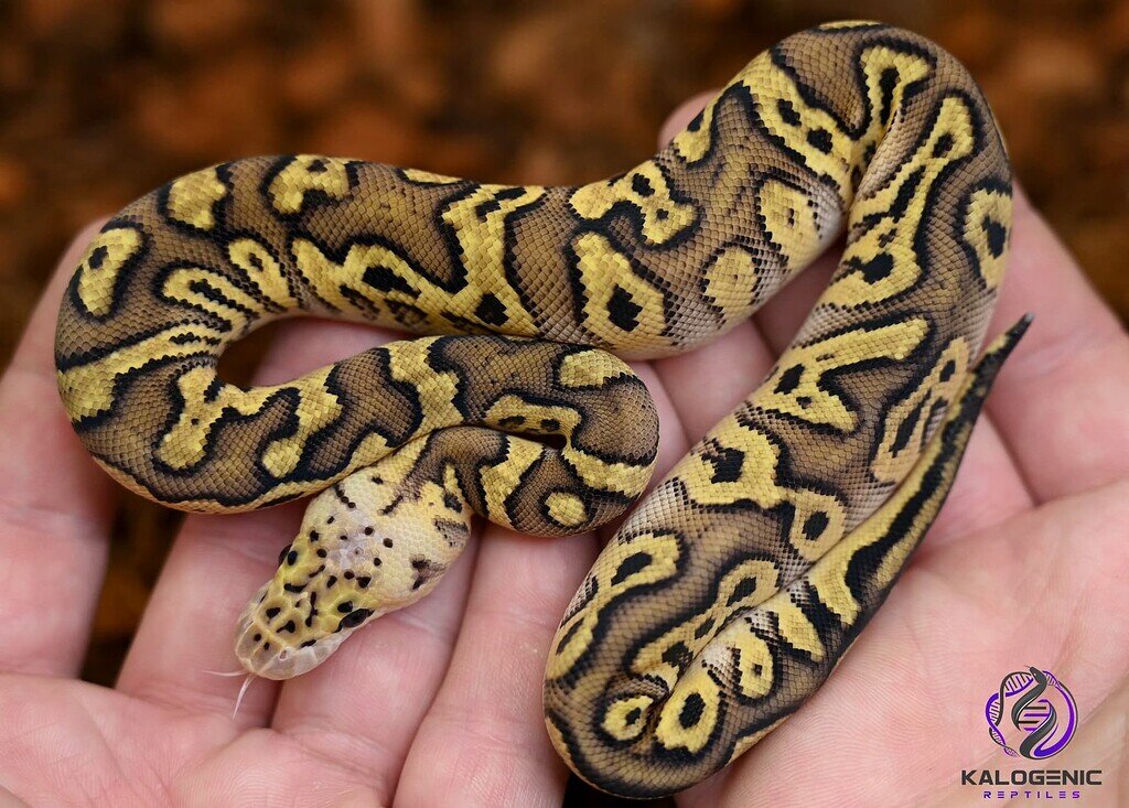 Forgot to show this creature off 🥰 - Ball Pythons - MorphMarket Reptile ...
