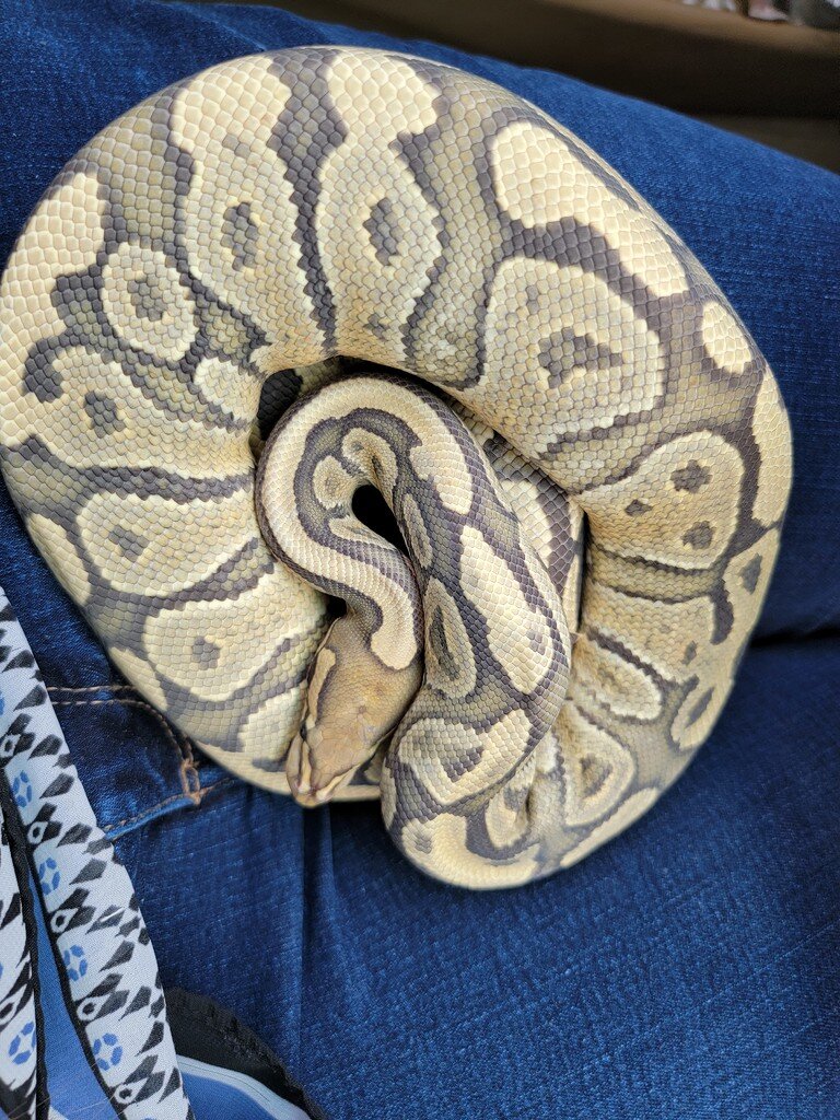 Who works with Mandarin? - Ball Pythons - MorphMarket Reptile Community