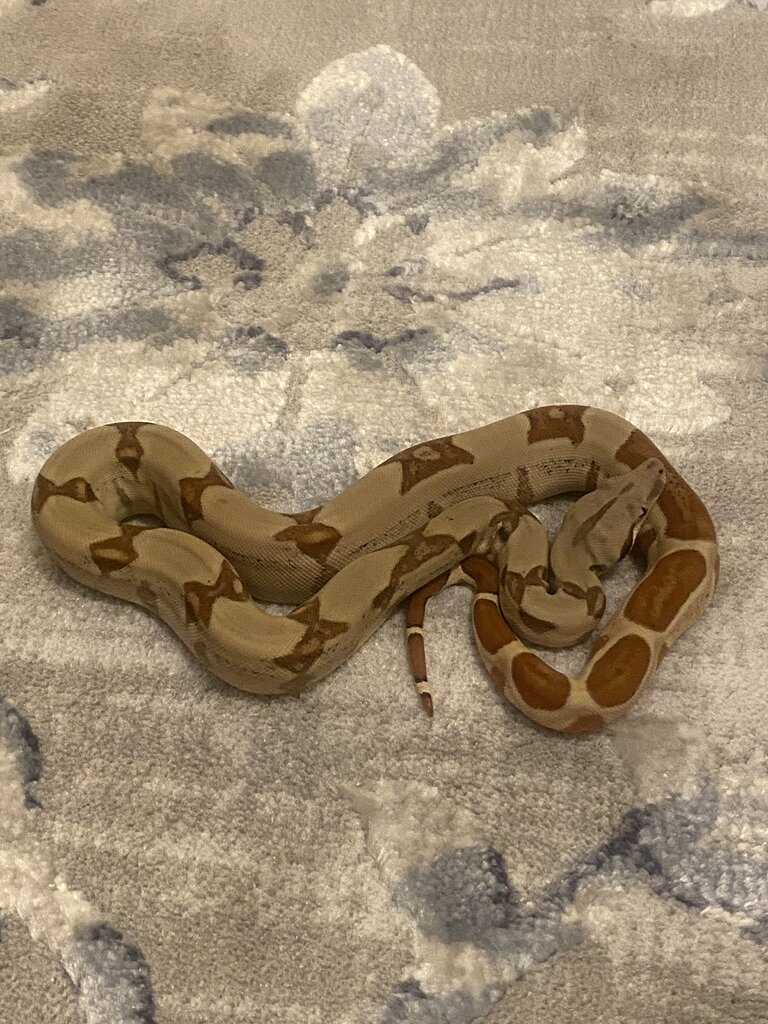 Breeder said hypo Jungle - Boa Constrictors - MorphMarket Reptile Community