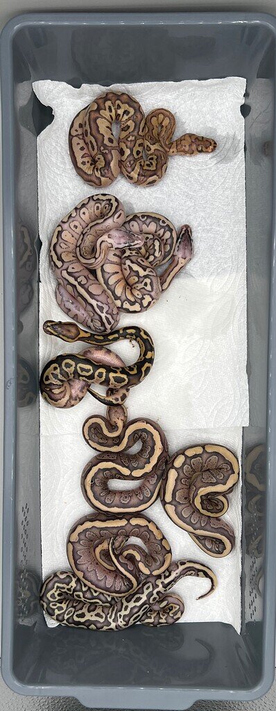 Help ID Clown Clutch - Ball Pythons - MorphMarket Reptile Community