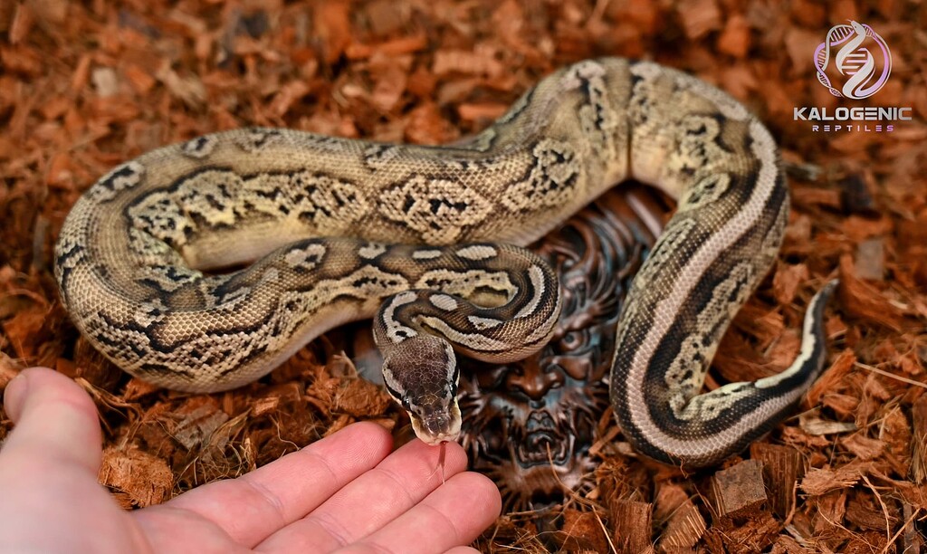 Weekend cleaning, this girl just shed and was looking electric⚡️ so I ...