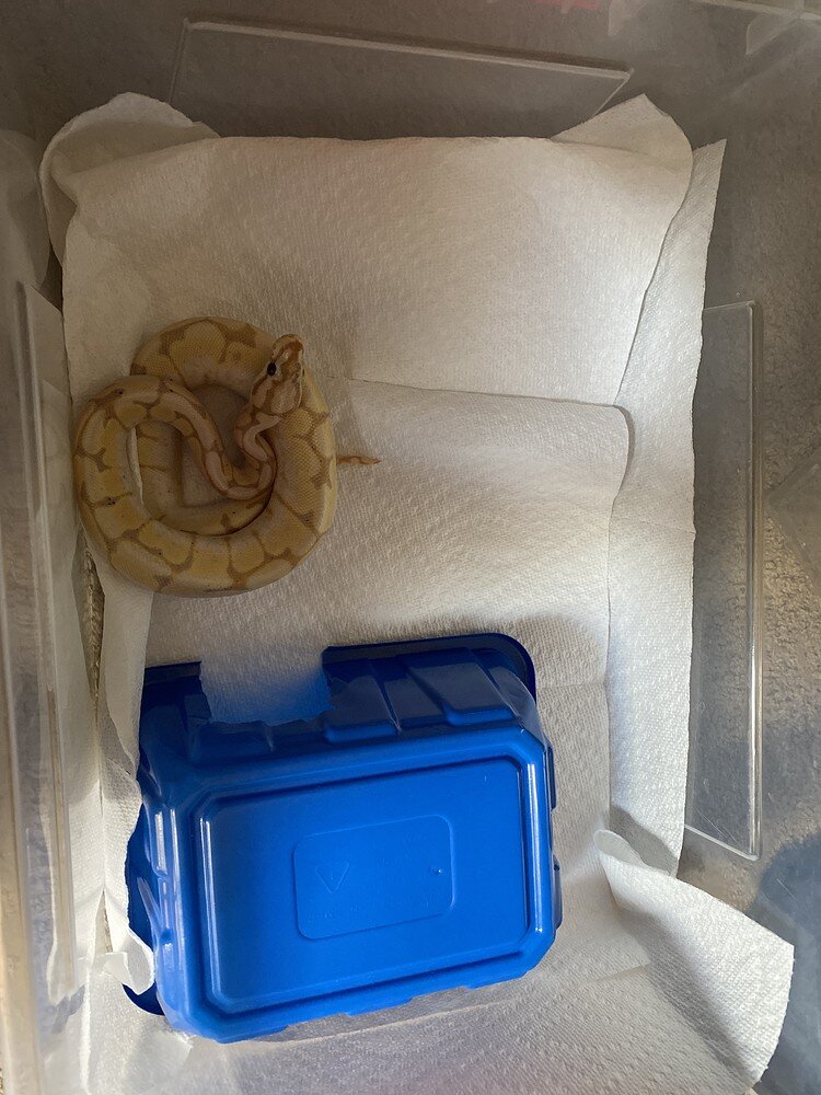 Mite treatments - Ball Pythons - MorphMarket Reptile Community