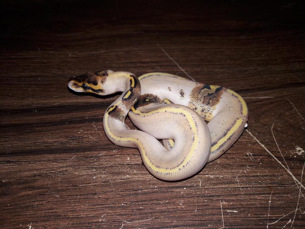 Paradox puma - Ball Pythons - MorphMarket Reptile Community