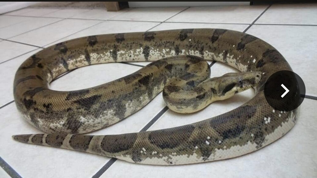 New gene/trait - Boa Constrictors - MorphMarket Reptile Community