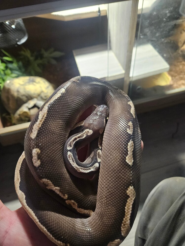 Need help identifying morphs - Ball Pythons - MorphMarket Reptile Community