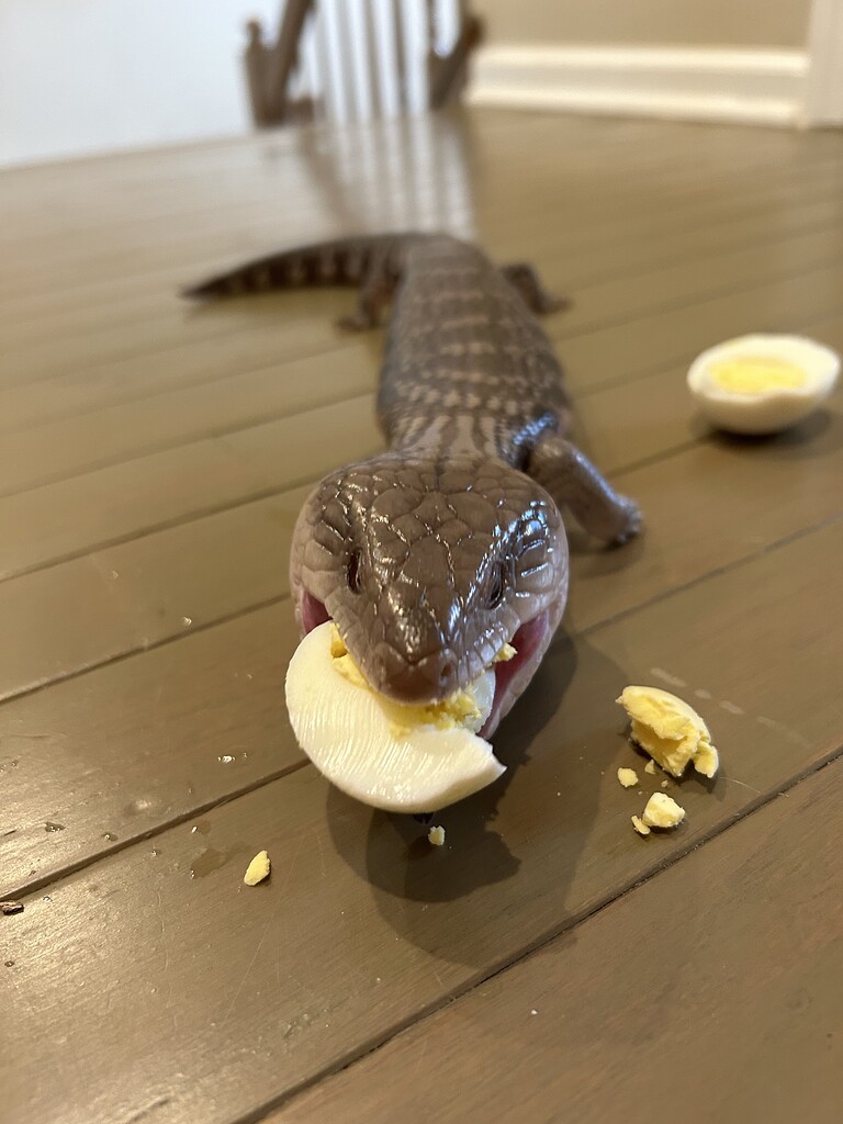 Lunch time for Potato! - Skinks - MorphMarket Reptile Community