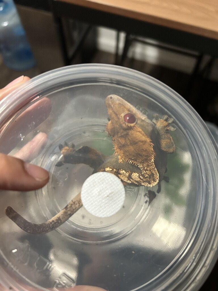 Please Help Crested Gecko - Crested Geckos - MorphMarket Reptile Community
