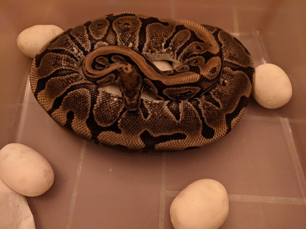 She finally laid! - Ball Pythons - MorphMarket Reptile Community