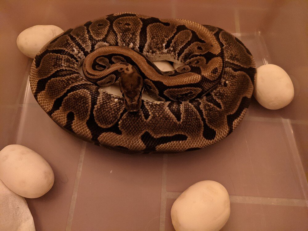 She finally laid! - Ball Pythons - MorphMarket Reptile Community