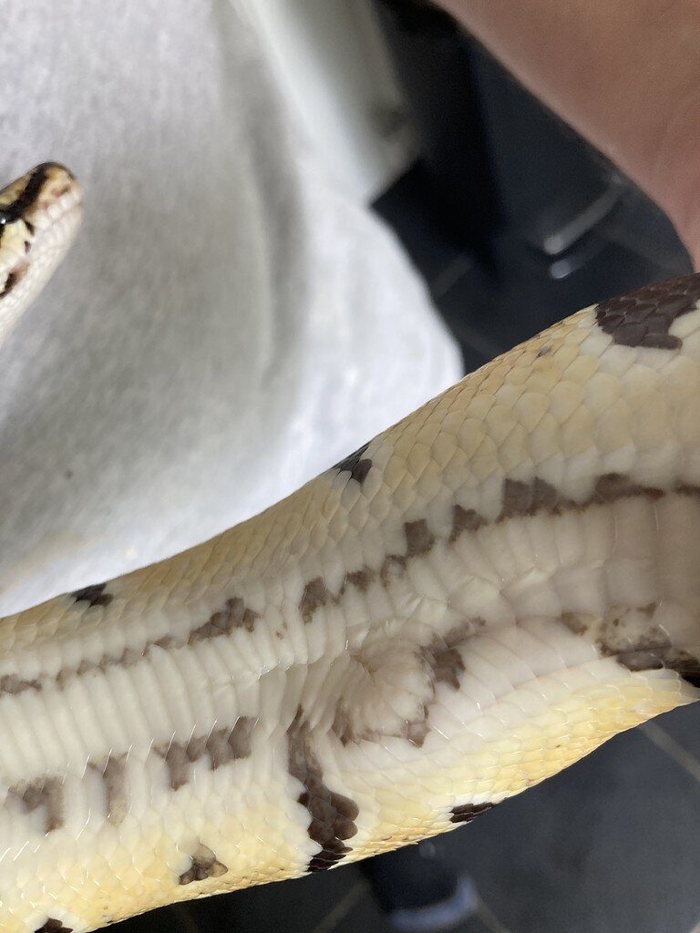 Belly scales going in circles - Ball Pythons - MorphMarket Reptile ...