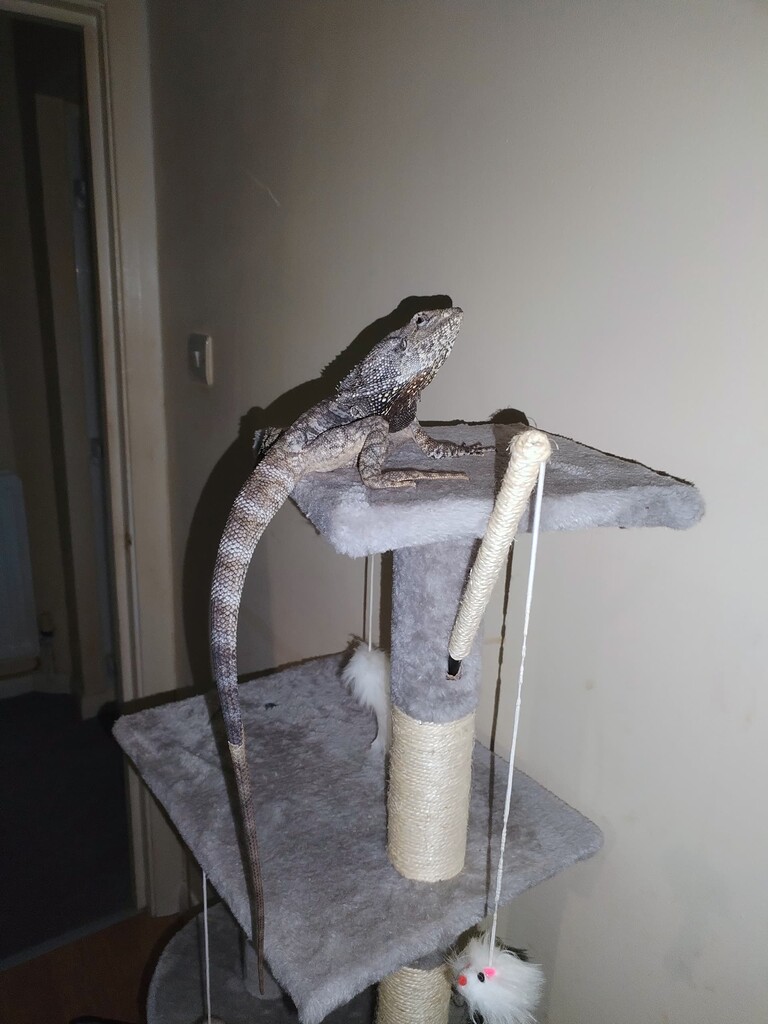 The size of dilo the frilled dragon at 9months - All Reptiles ...