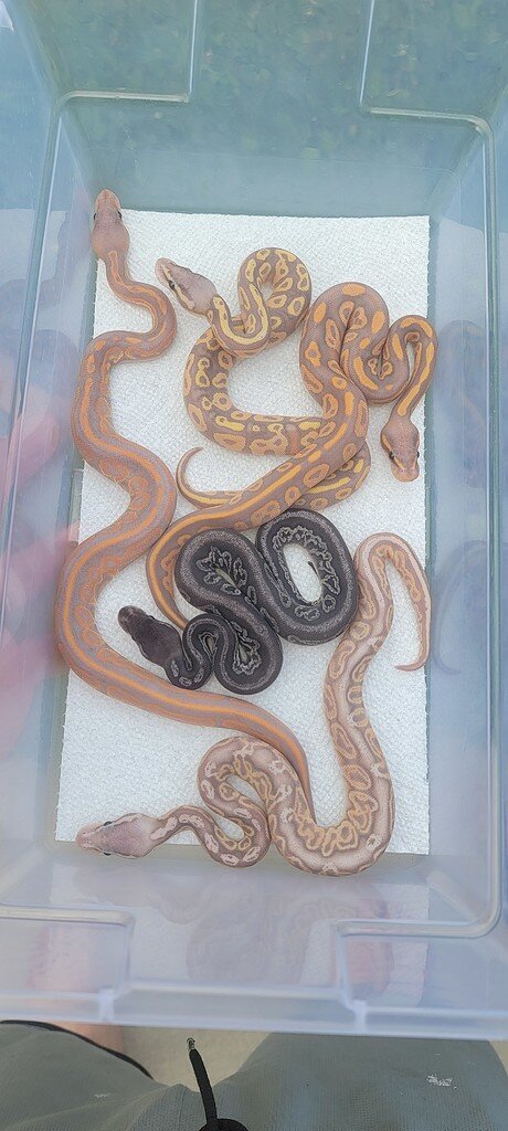 ID assistance - Ball Pythons - MorphMarket Reptile Community