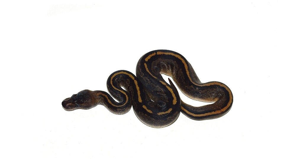 Mr Hanky, the Christmas poo - Ball Pythons - MorphMarket Reptile Community