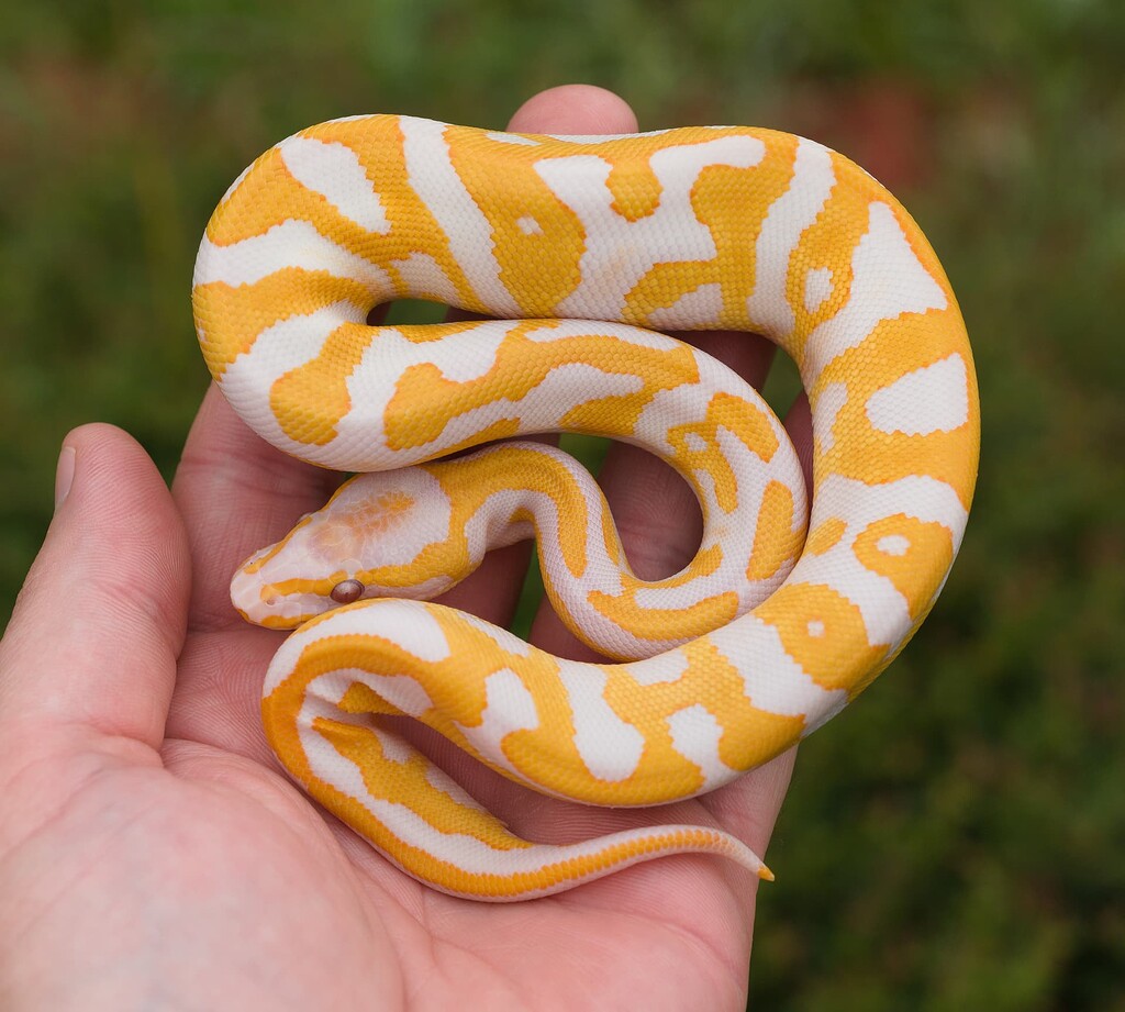 Confusion BH Lav Stuff - Ball Pythons - MorphMarket Reptile Community