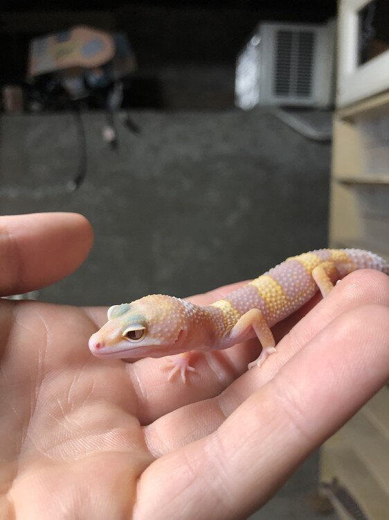 Confused on this babies ID - Leopard Geckos - MorphMarket Reptile Community