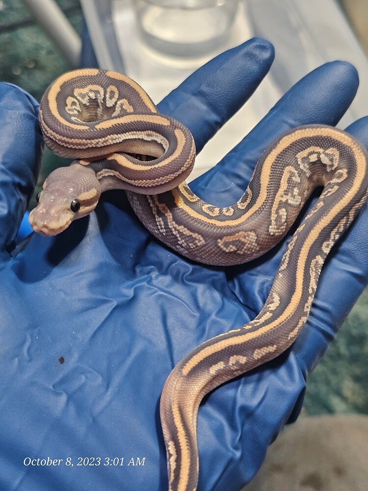 Shocked to have hatched truly purple snakes! - Ball Pythons ...