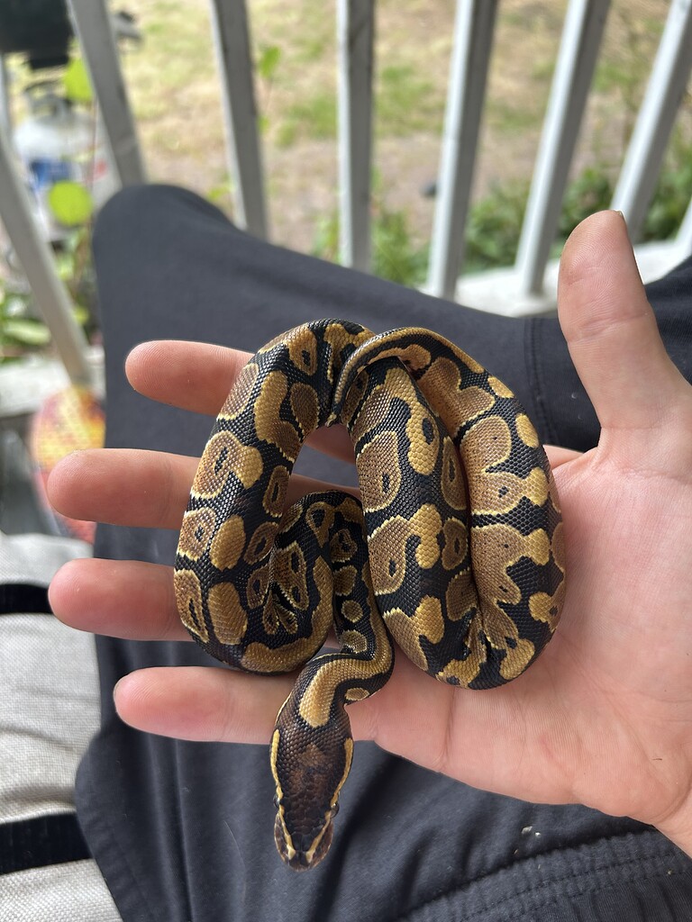 I bought these at a expo recently and need help figuring out the morphs ...