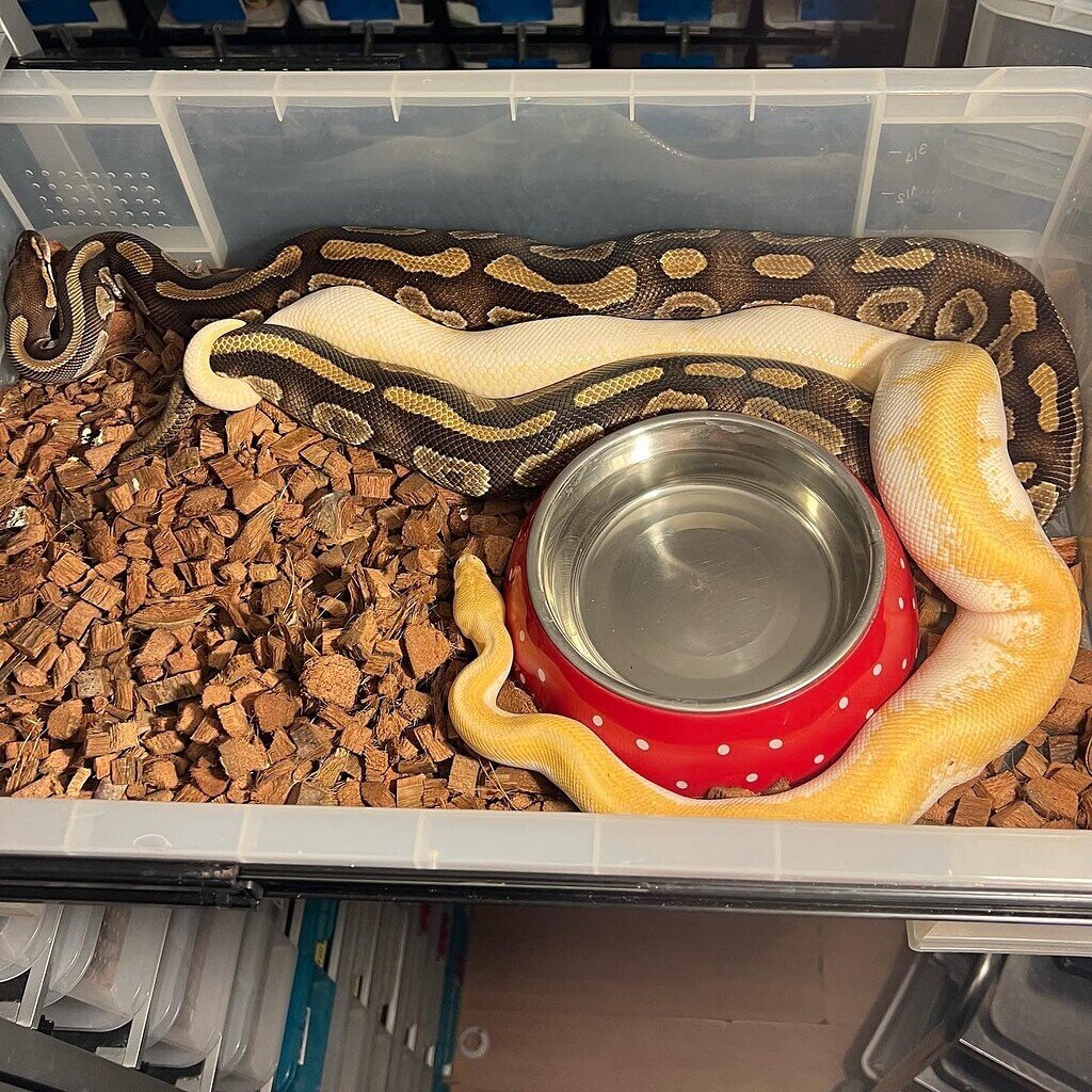 Some locks from last night 😍 - Ball Pythons - MorphMarket Reptile Community