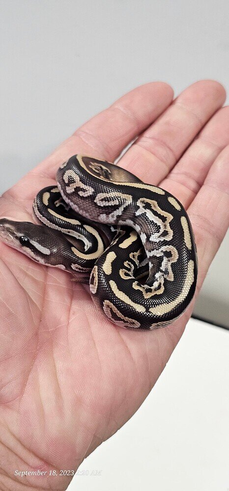 Shocked to have hatched truly purple snakes! - Ball Pythons ...