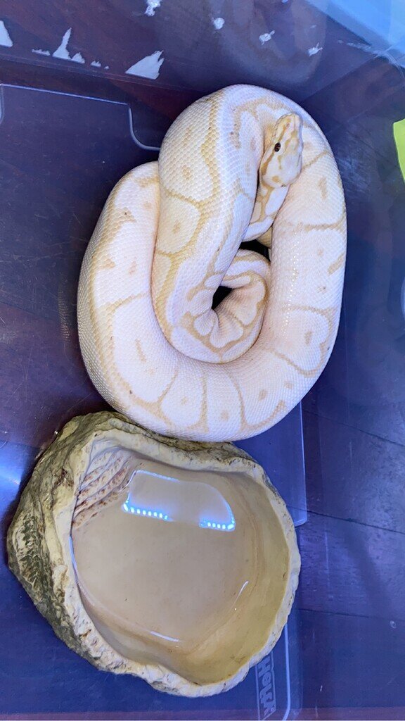 Bell pythons breeding and identifying - Ball Pythons - MorphMarket ...