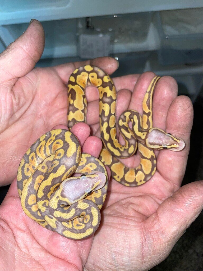 Clutch identification: Ultramel - Ball Pythons - MorphMarket Reptile ...