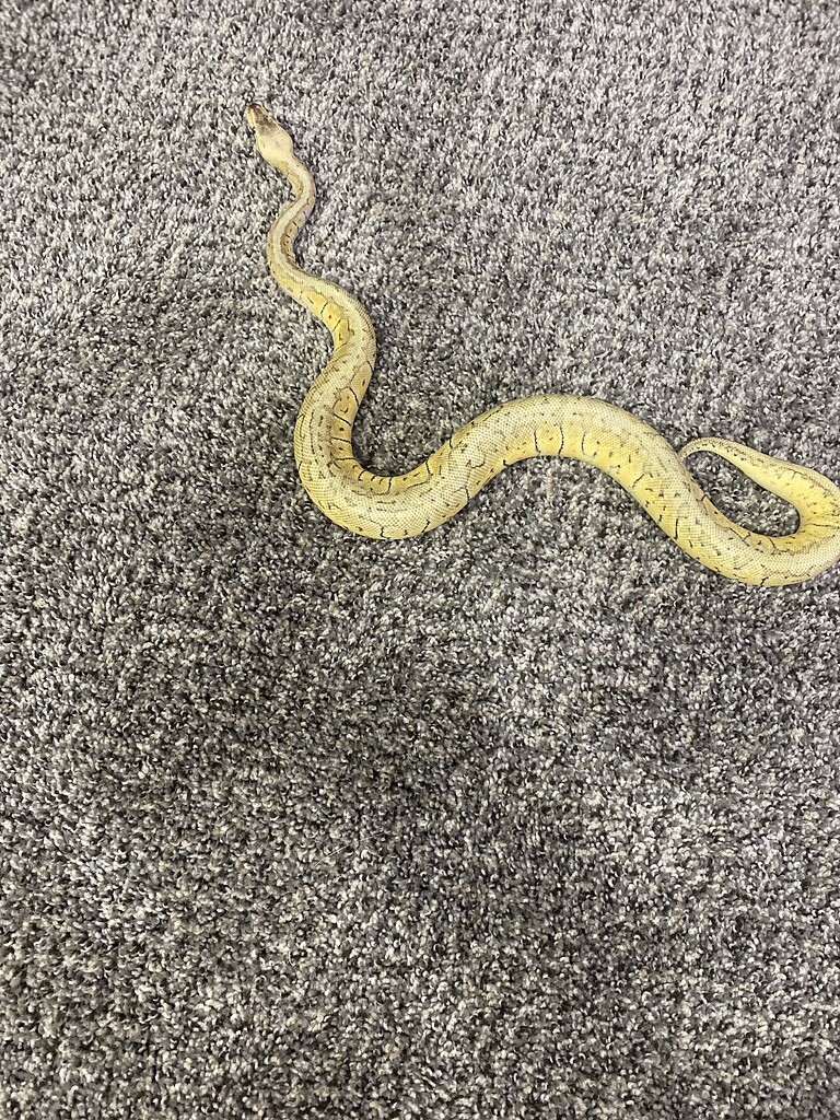 Help please trying to figure out the morph - Ball Pythons - MorphMarket ...