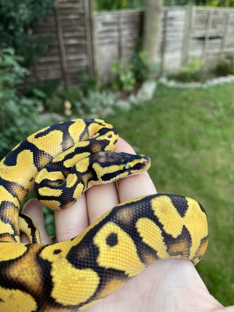 New baby is here! Meet Blaze 😍 - Ball Pythons - MorphMarket Reptile ...