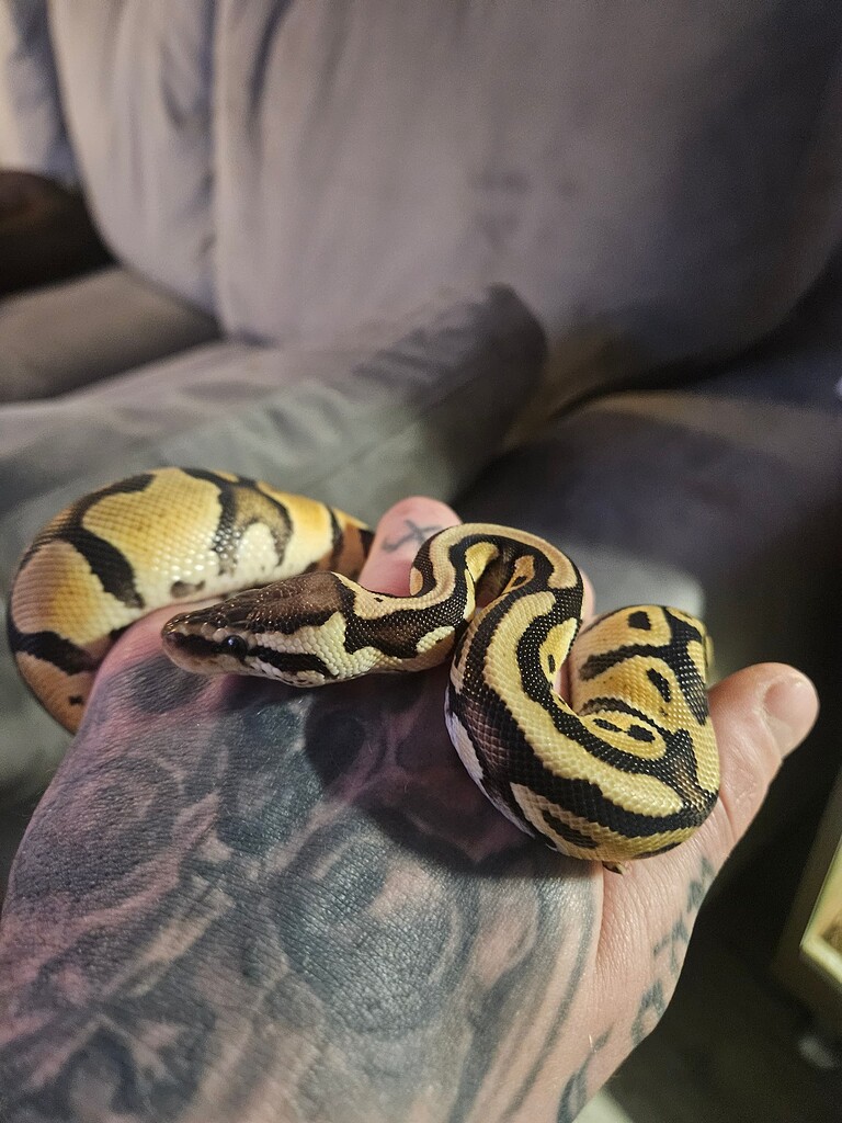 Need help identifying morphs - Ball Pythons - MorphMarket Reptile Community