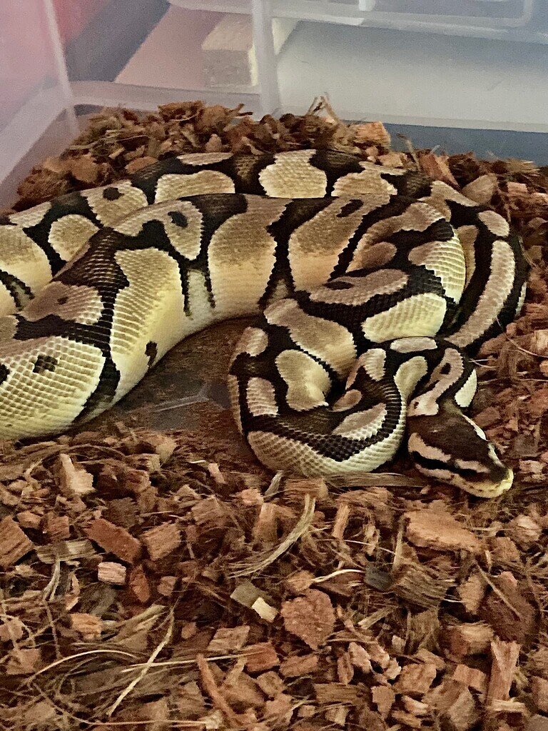 Two new additions - Ball Pythons - MorphMarket Reptile Community
