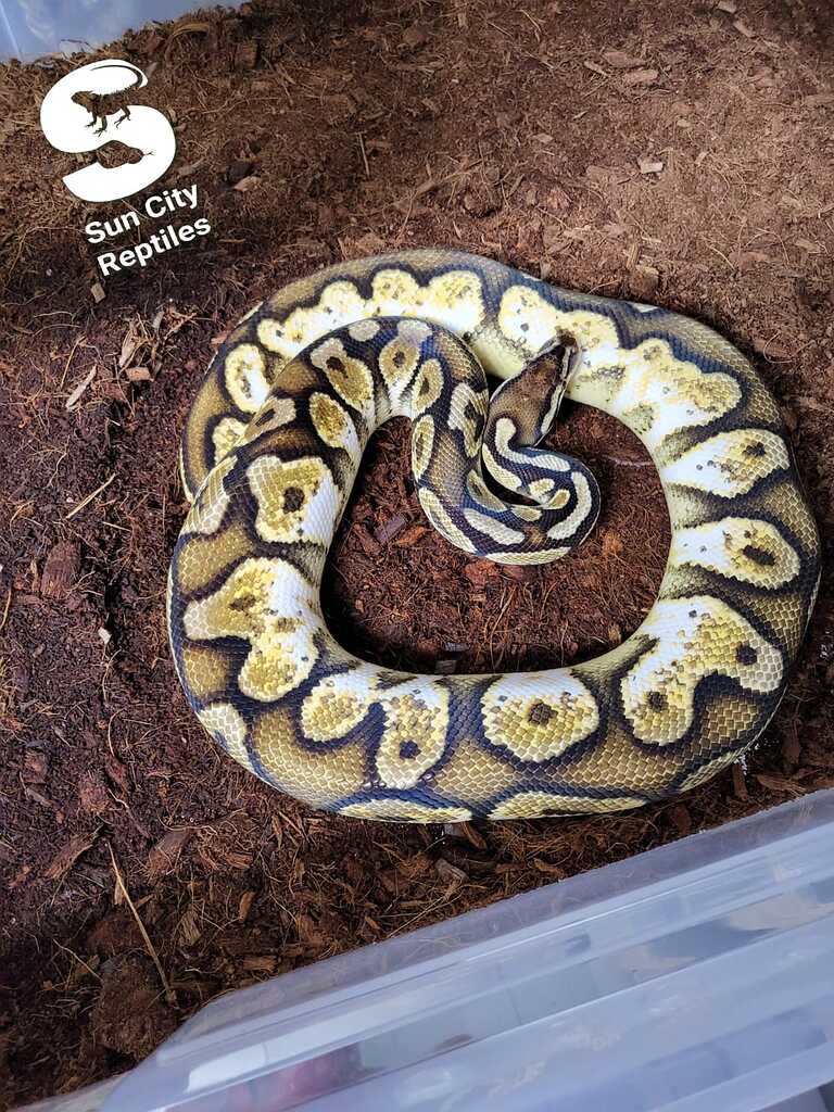 New baby's morph identification - Ball Pythons - MorphMarket Reptile ...