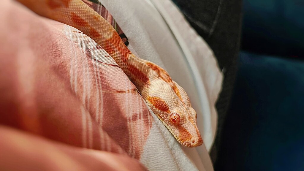 Size of an enclosure - Boa Constrictors - MorphMarket Reptile Community